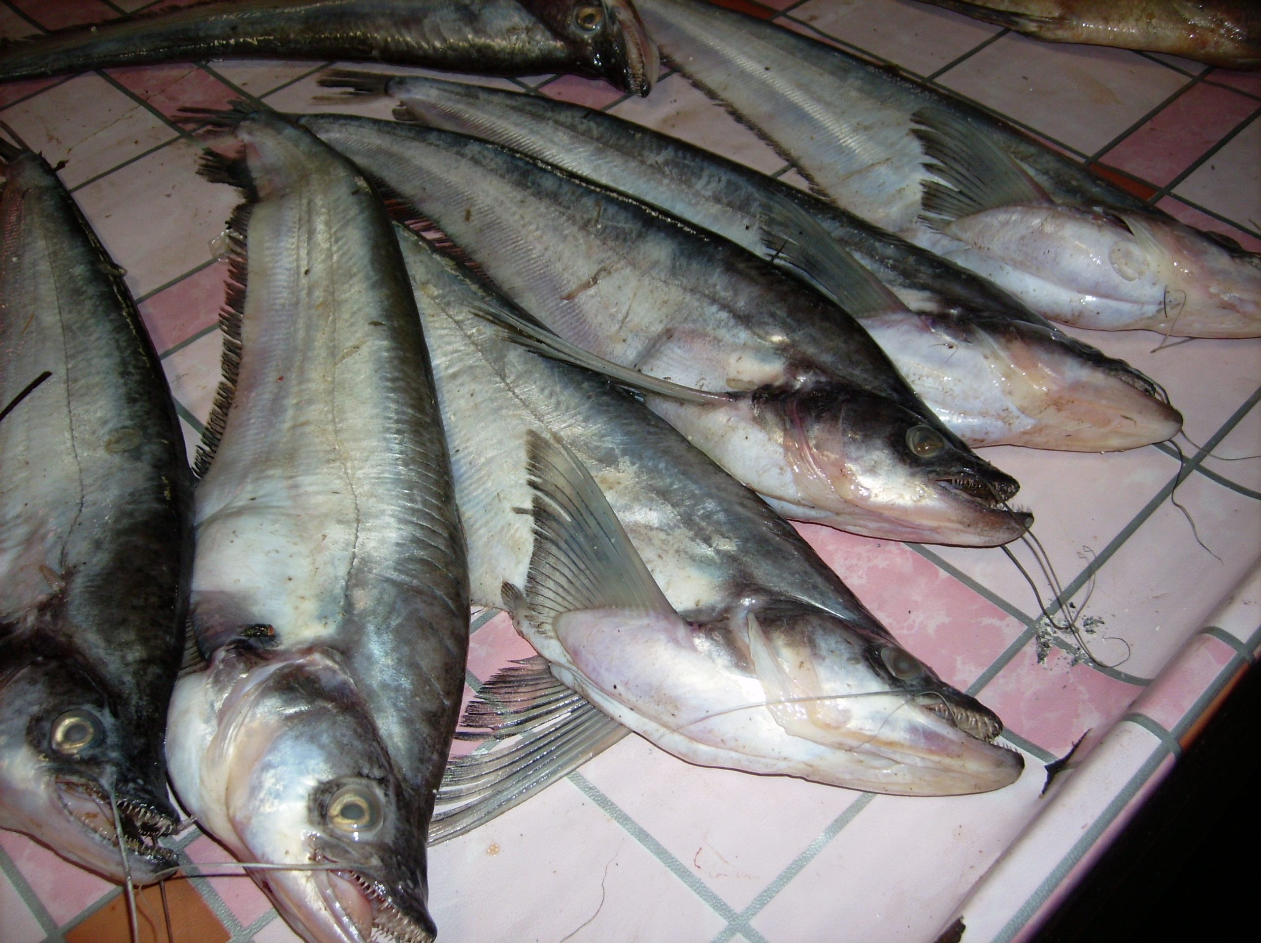 Manfaat dan Khasiat Ikan Lais Timah - Langgeng Pancing Education