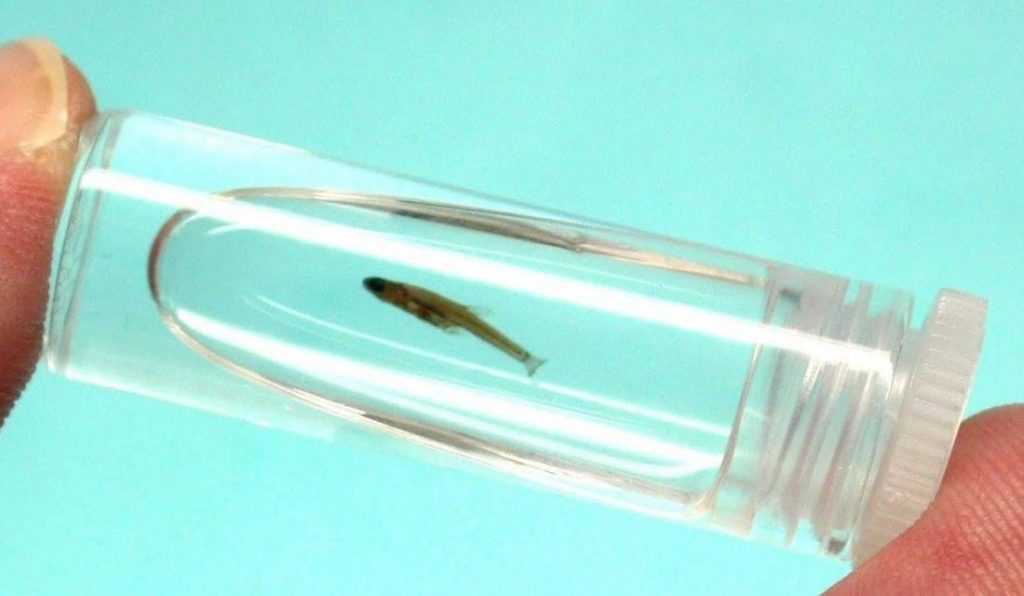 Paedocypris progenetica Ikan Terkecil di Dunia - Langgeng Pancin Edu