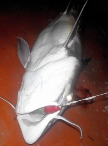 Mengenal Tentang Ikan Jahan - Langgeng Pancing Education Fishing